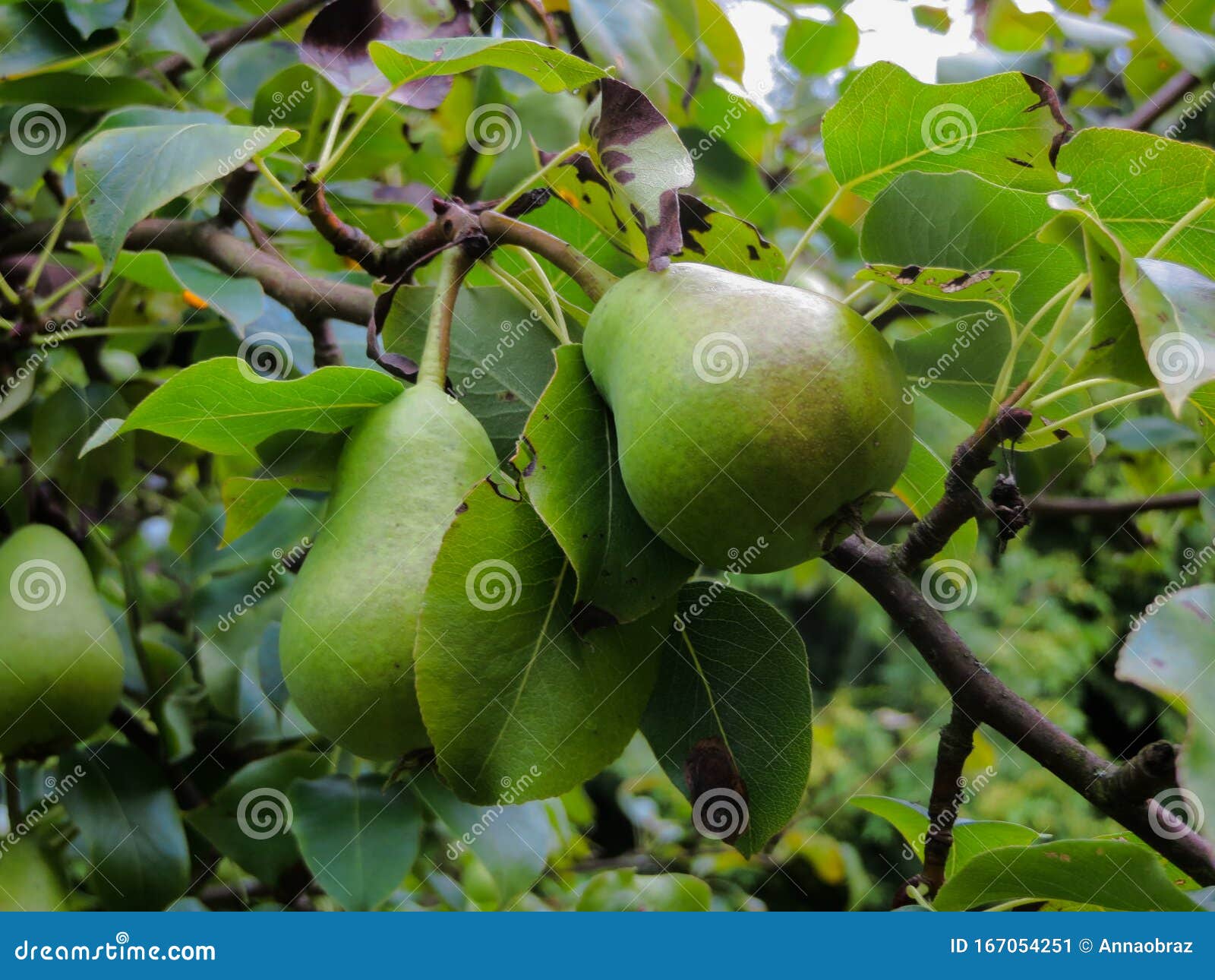 Not Ripened Green Pear Fruit on a Tree Stock Image - Image of growth ...