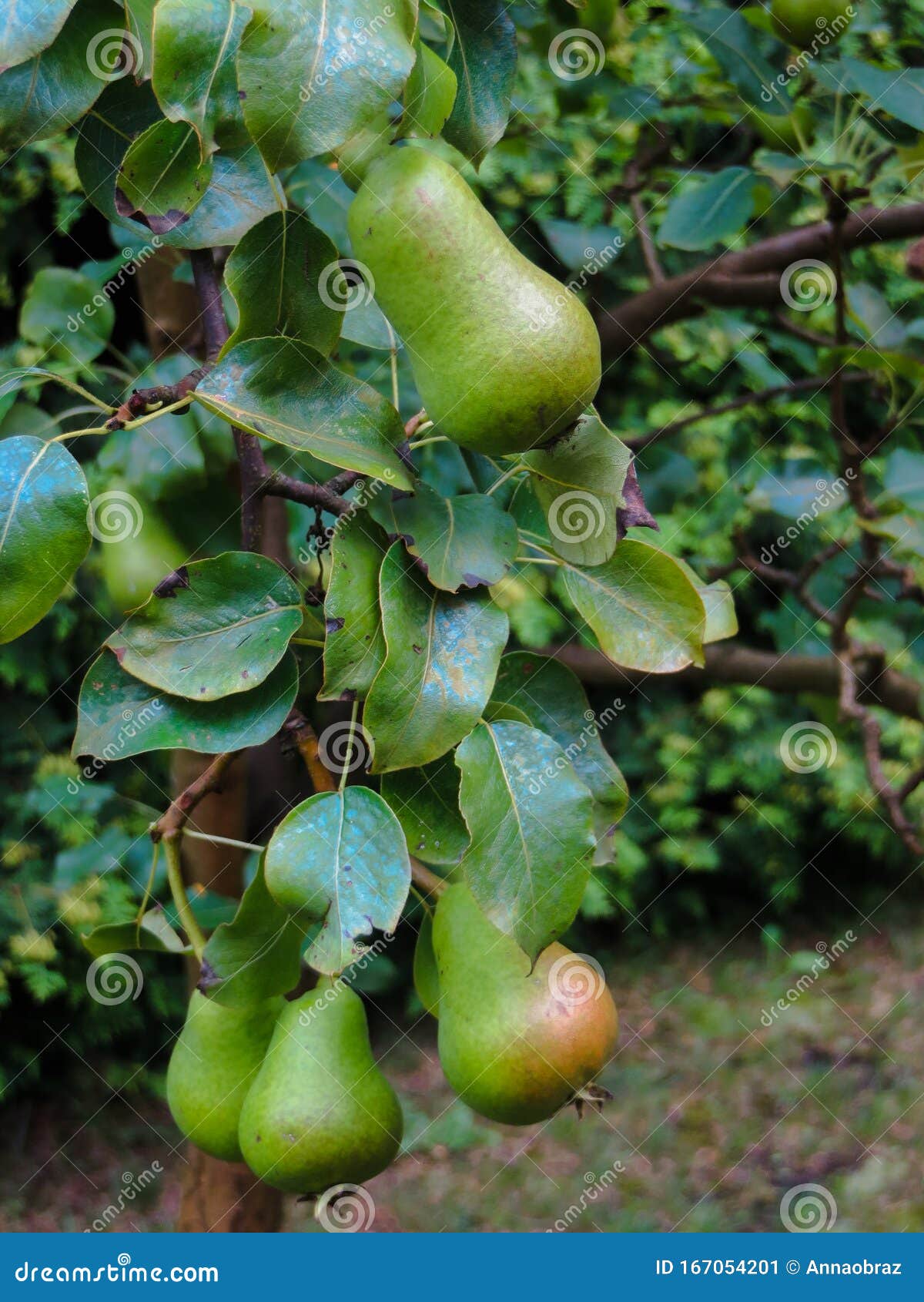 Not Ripened Green Pear Fruit on a Tree Stock Image - Image of seasonal ...
