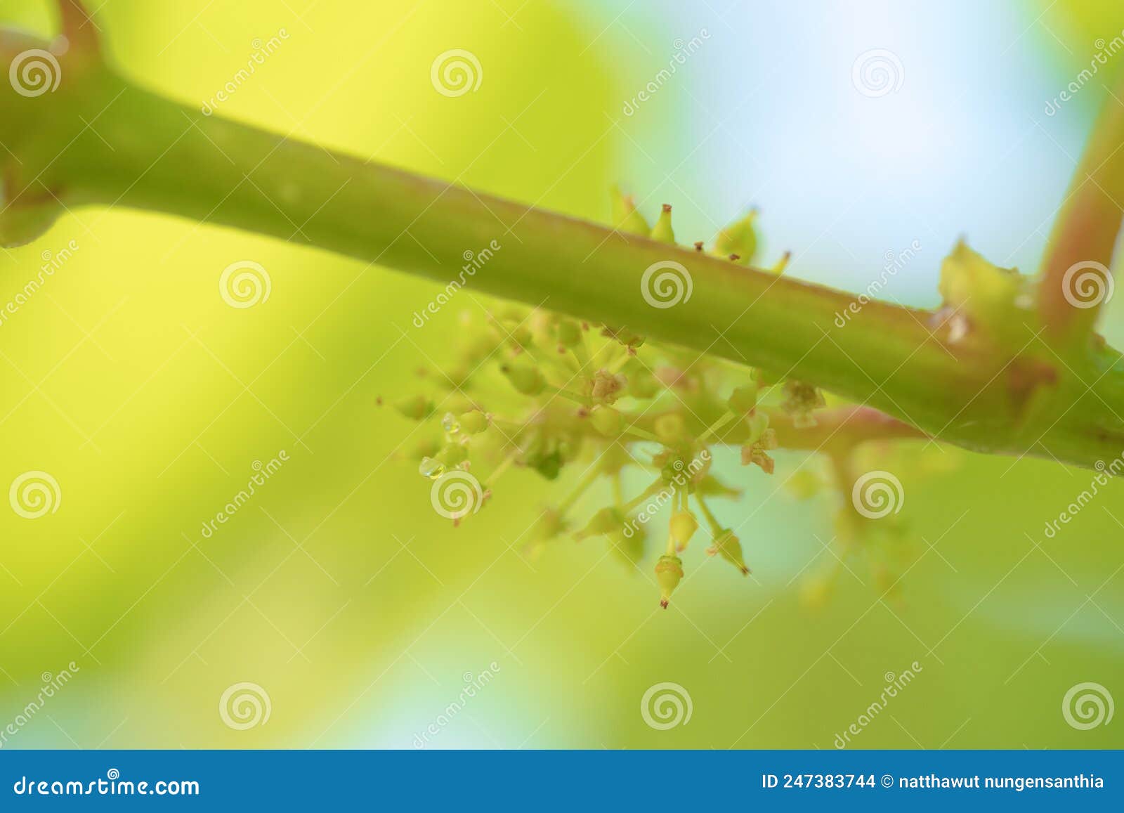 Not Stretching the Inflorescence,Flowering Vine on the Way To Grape ...