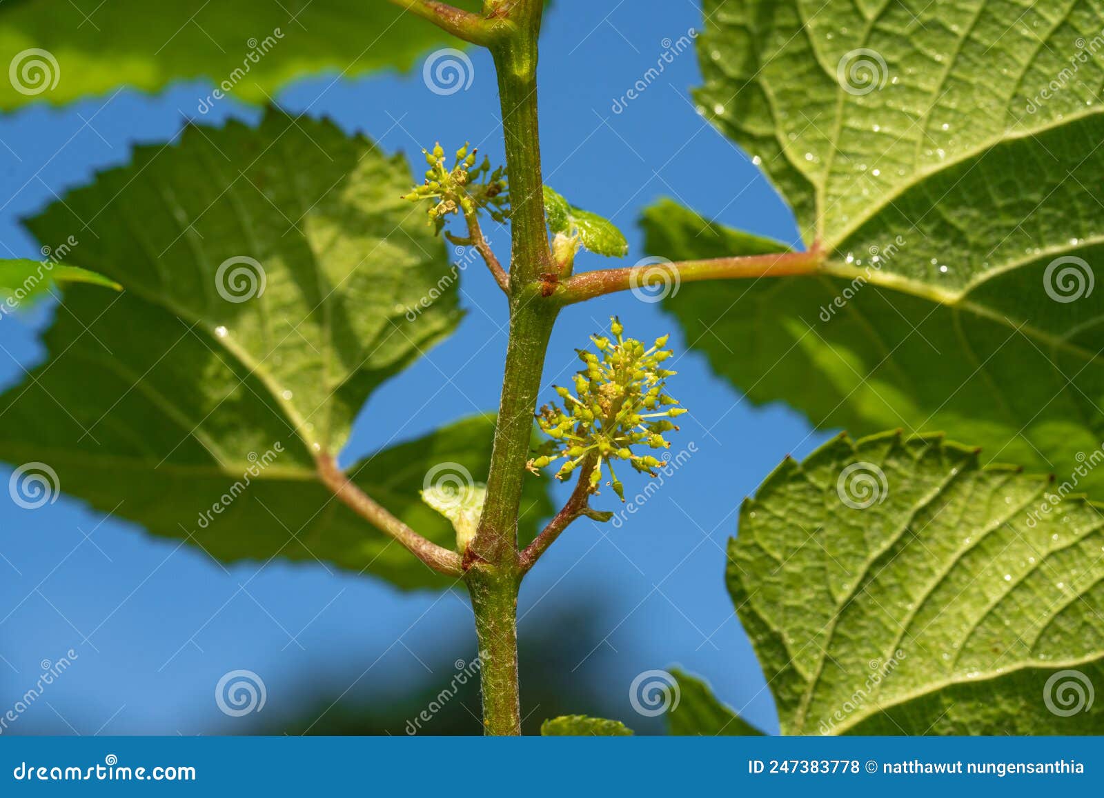Not Stretching the Inflorescence,Flowering Vine on the Way To Grape ...