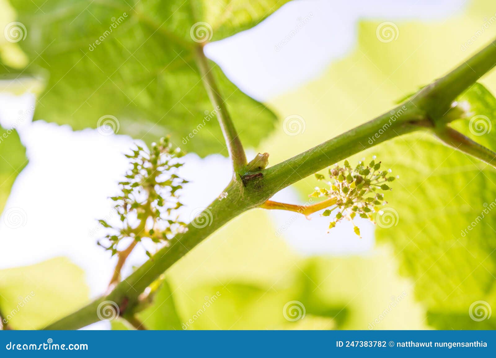 Not Stretching the Inflorescence,Flowering Vine on the Way To Grape ...