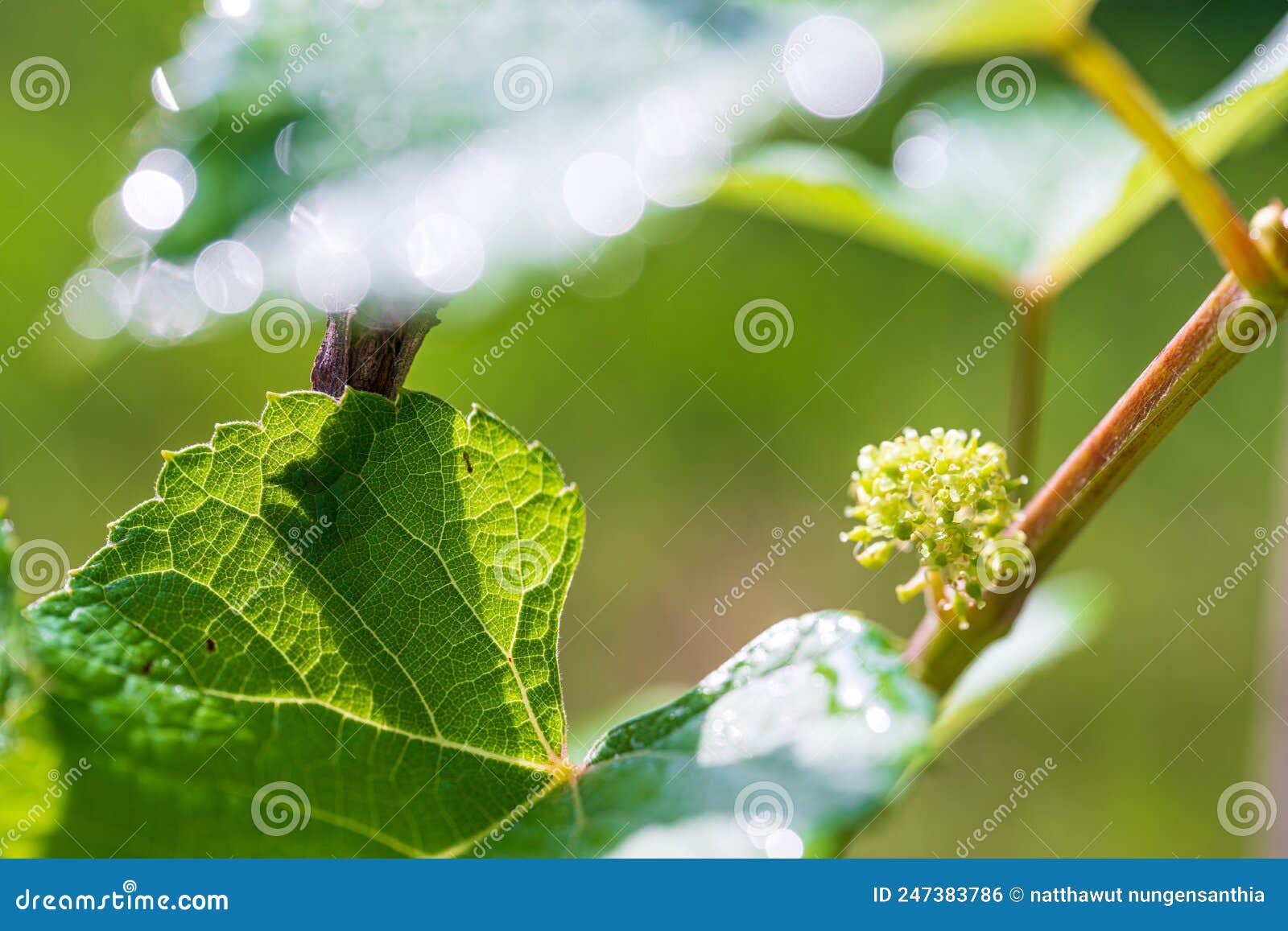 Not Stretching the Inflorescence,Flowering Vine on the Way To Grape ...