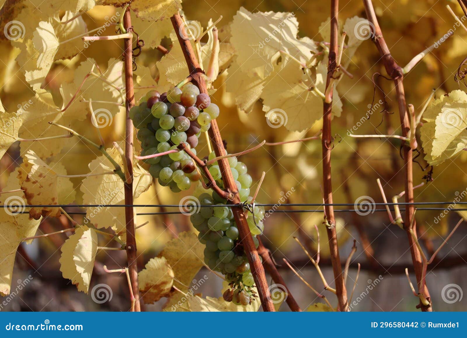 Not in Time stock photo. Image of food, left, late, plant - 296580442