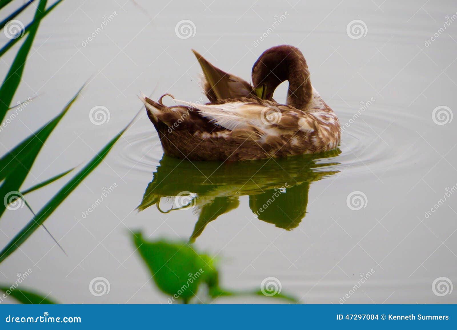 Not so ugly duckling stock photo. Image of float, flap - 47297004