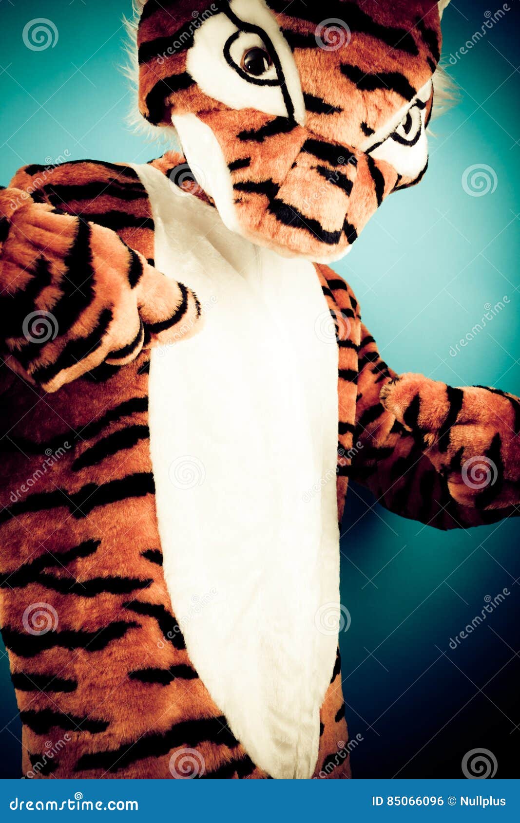 A Not so Wild Tiger stock photo. Image of predator, posing - 85066096