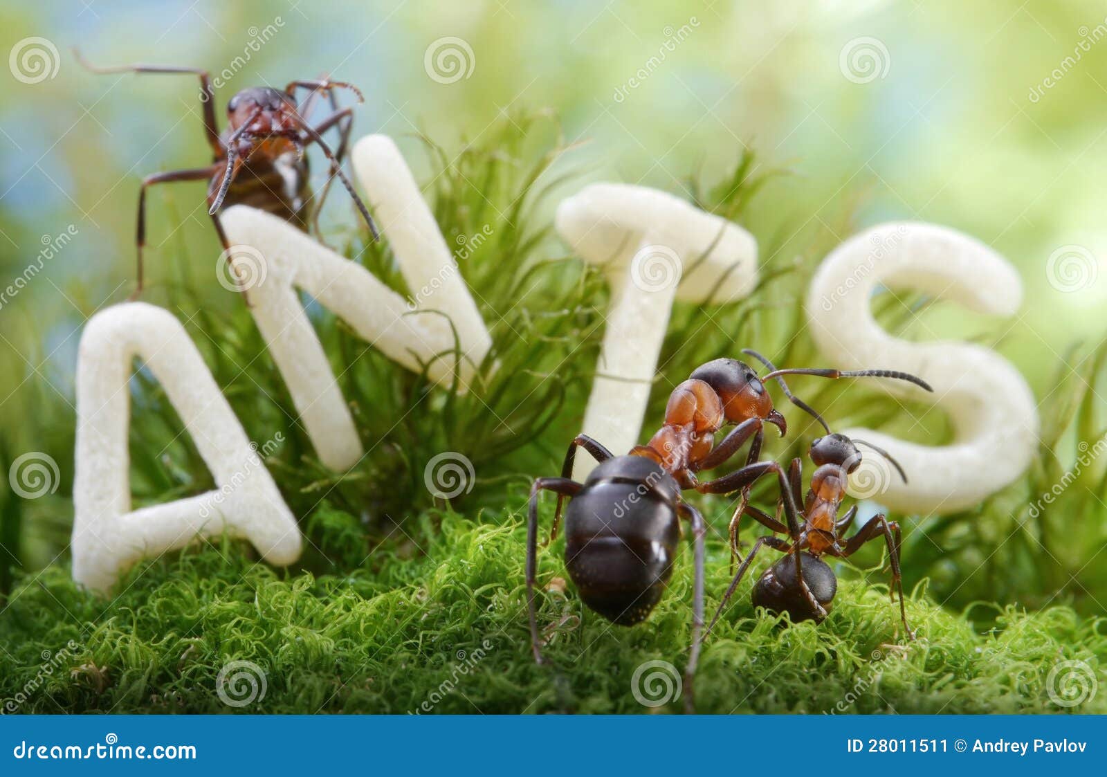 Ant Letter Photos - Free & Royalty-Free Stock Photos from Dreamstime