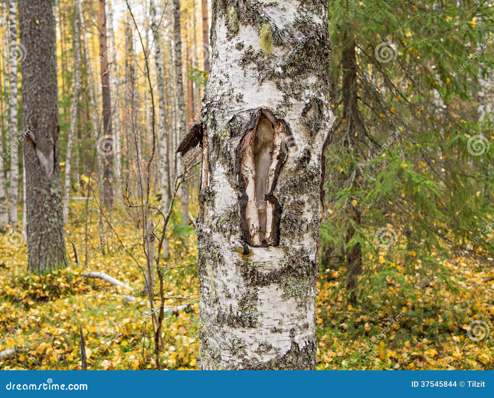 Notch on the Stem of Tree Birch Stock Photo - Image of foliage, autumn ...