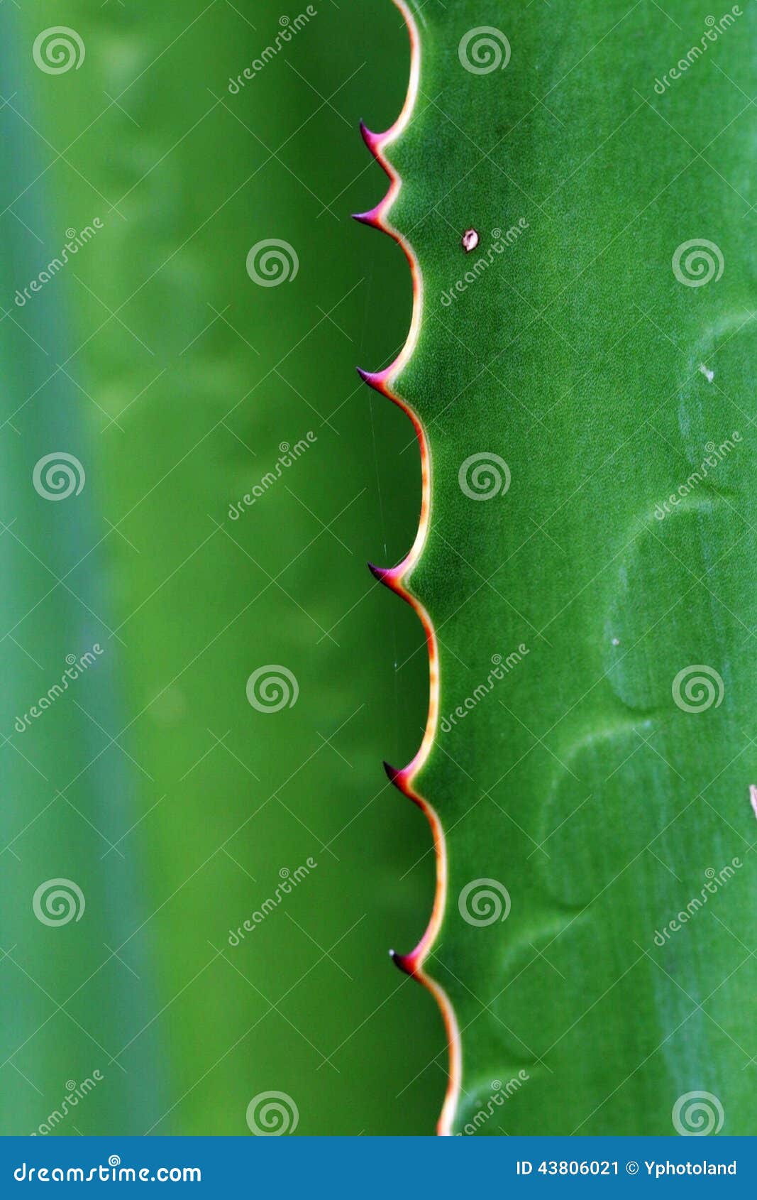 Notches stock image. Image of palm, background, texture - 43806021