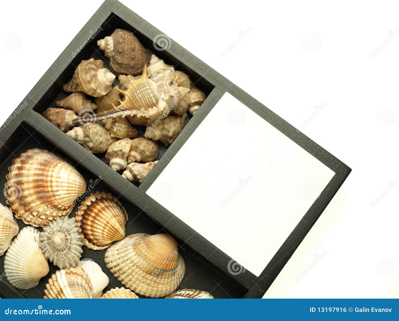 Note Decorated with Scallop and Sea Shells Stock Photo - Image of ...