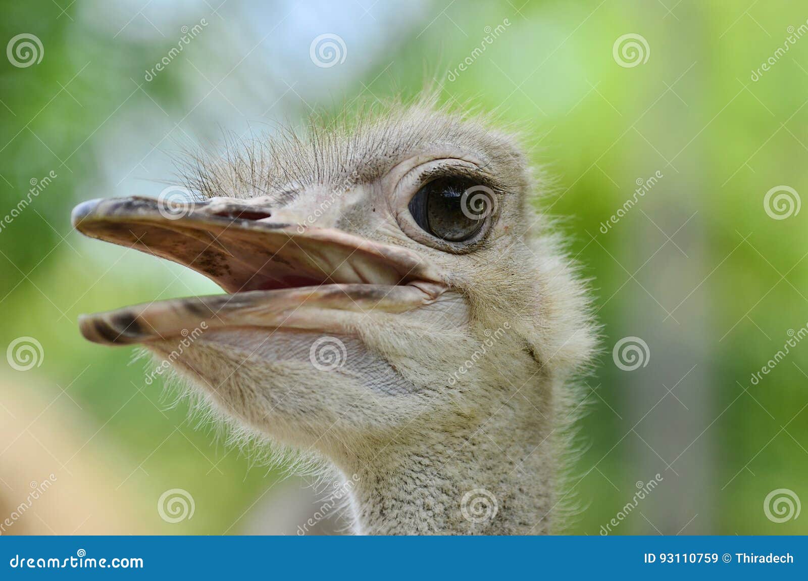 Modified Feathers Stock Photos - Free & Royalty-Free Stock Photos from ...
