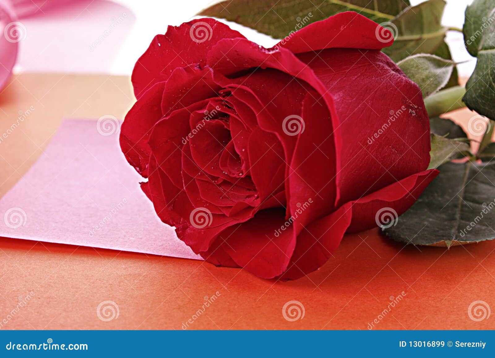 Note with rose stock image. Image of green, gardening - 13016899