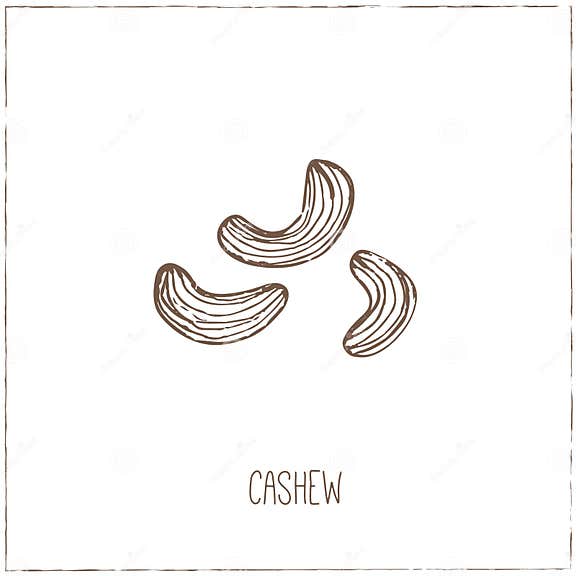 Noten Schetsen Hand-tekening Stock Illustratie - Illustration of noot ...