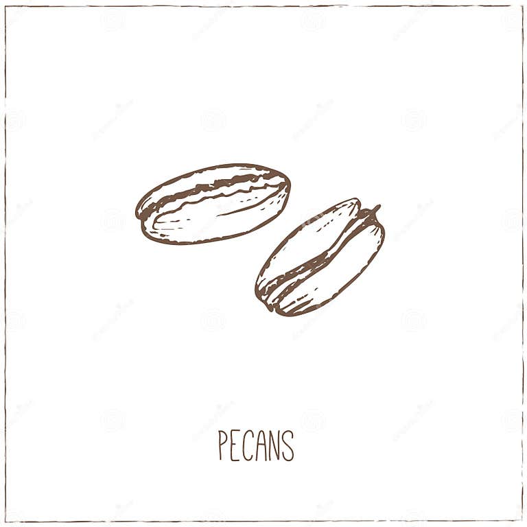 Noten Schetsen Hand-tekening Vector Illustratie - Illustration of ...