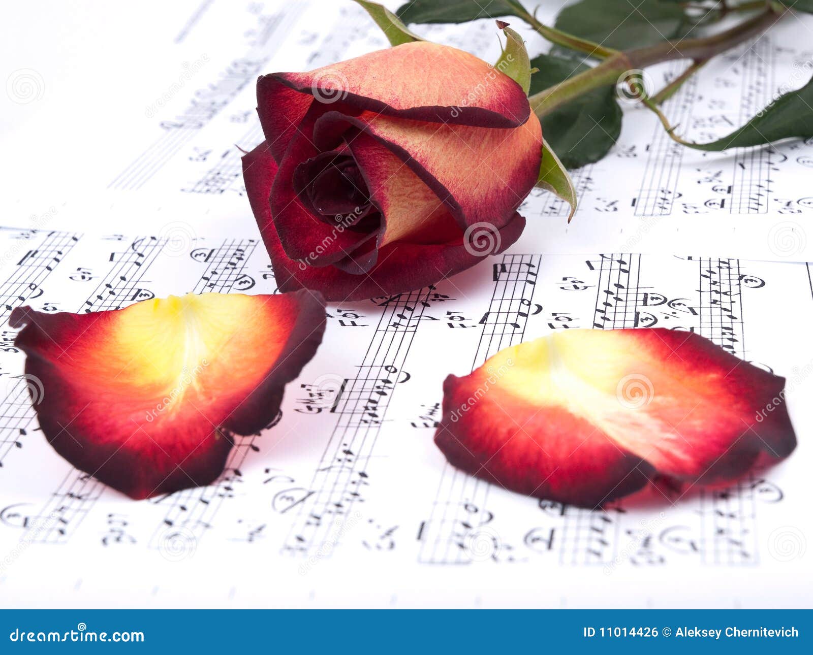 Notes and red rose stock photo. Image of rose, note, plant - 11014426