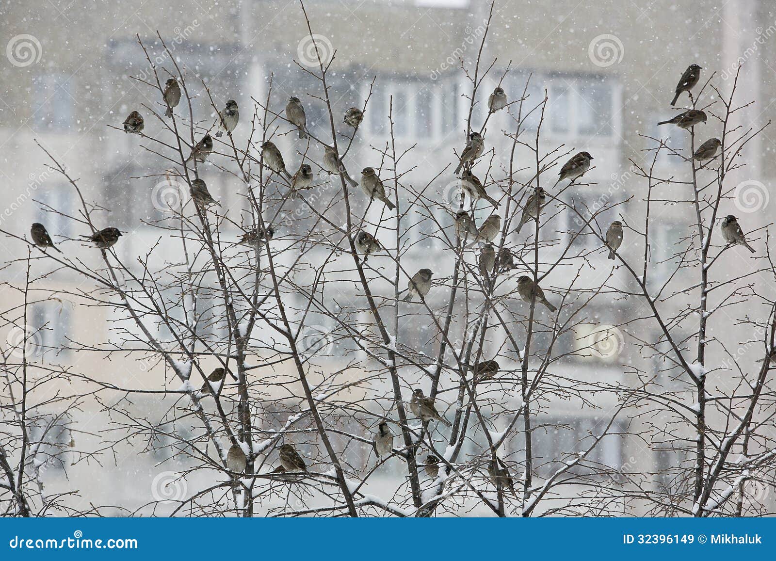 Notes of Winter stock image. Image of tree, ukraine, winter - 32396149
