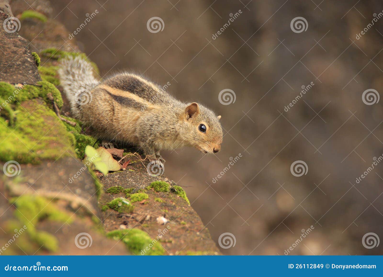 Nothern Palm Squirrel (Funambulus Pennantii) Sitti Stock Image - Image ...