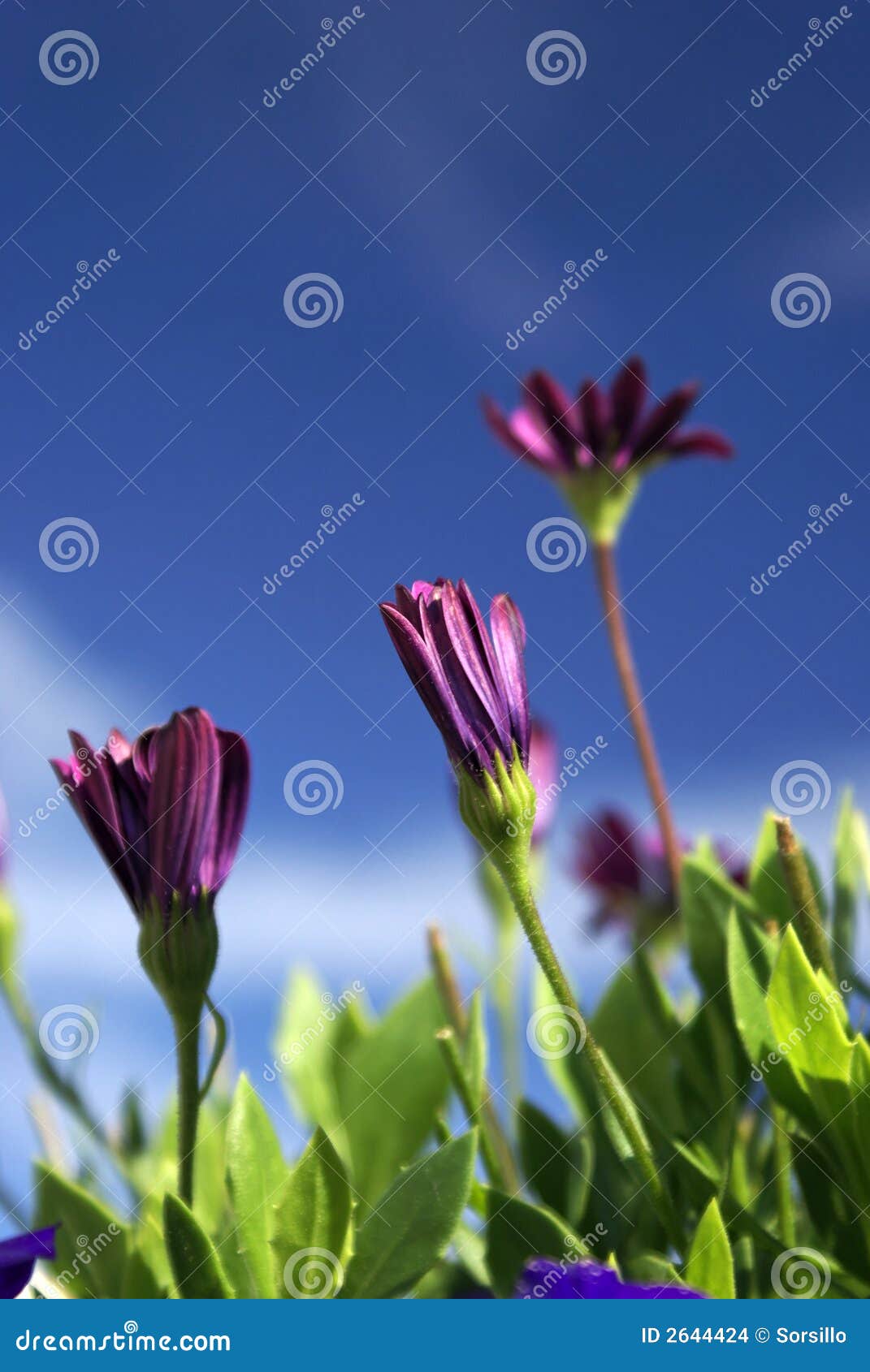 Nothing but flowers stock photo. Image of leaves, pink - 2644424