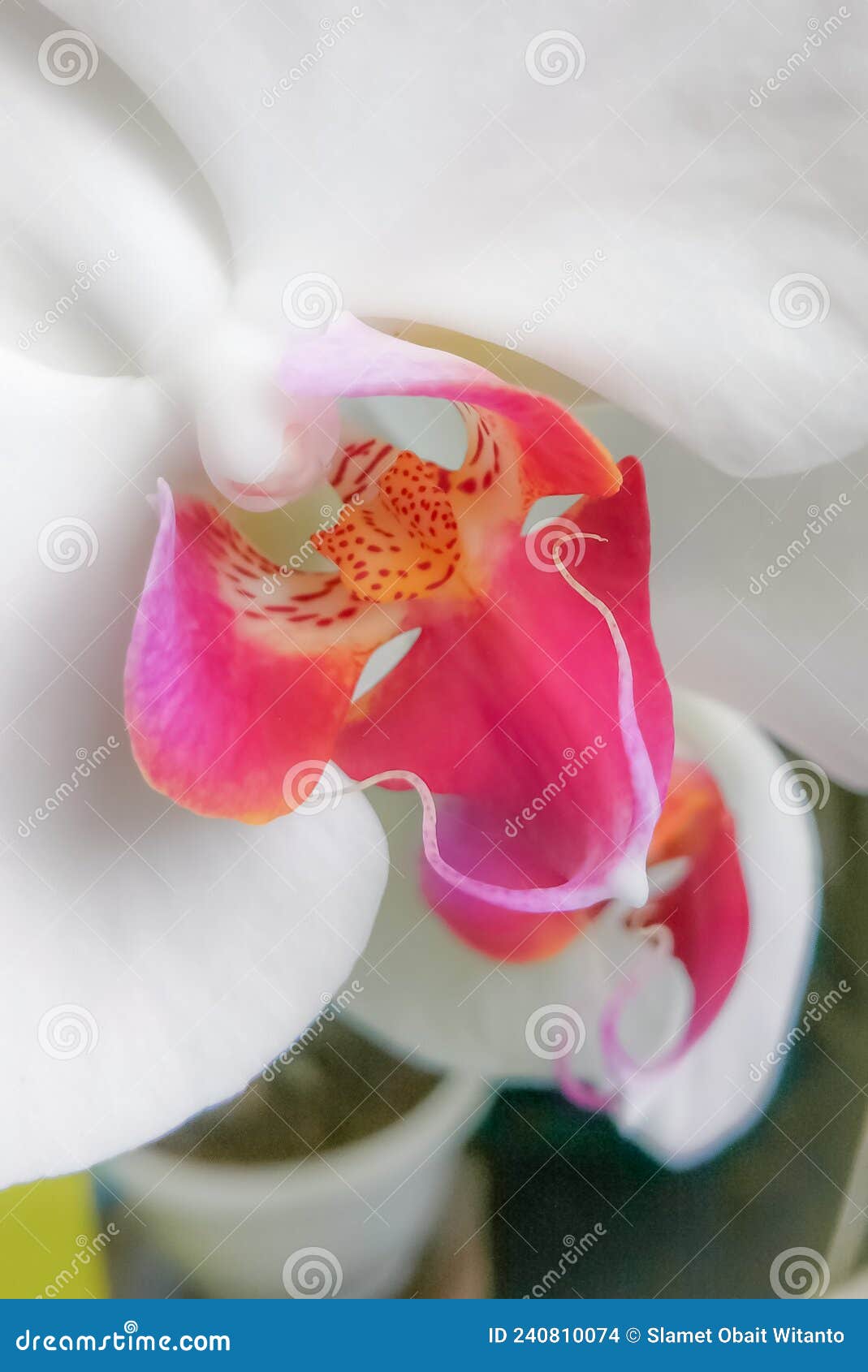 Nothing impossible flower stock photo. Image of flower - 240810074