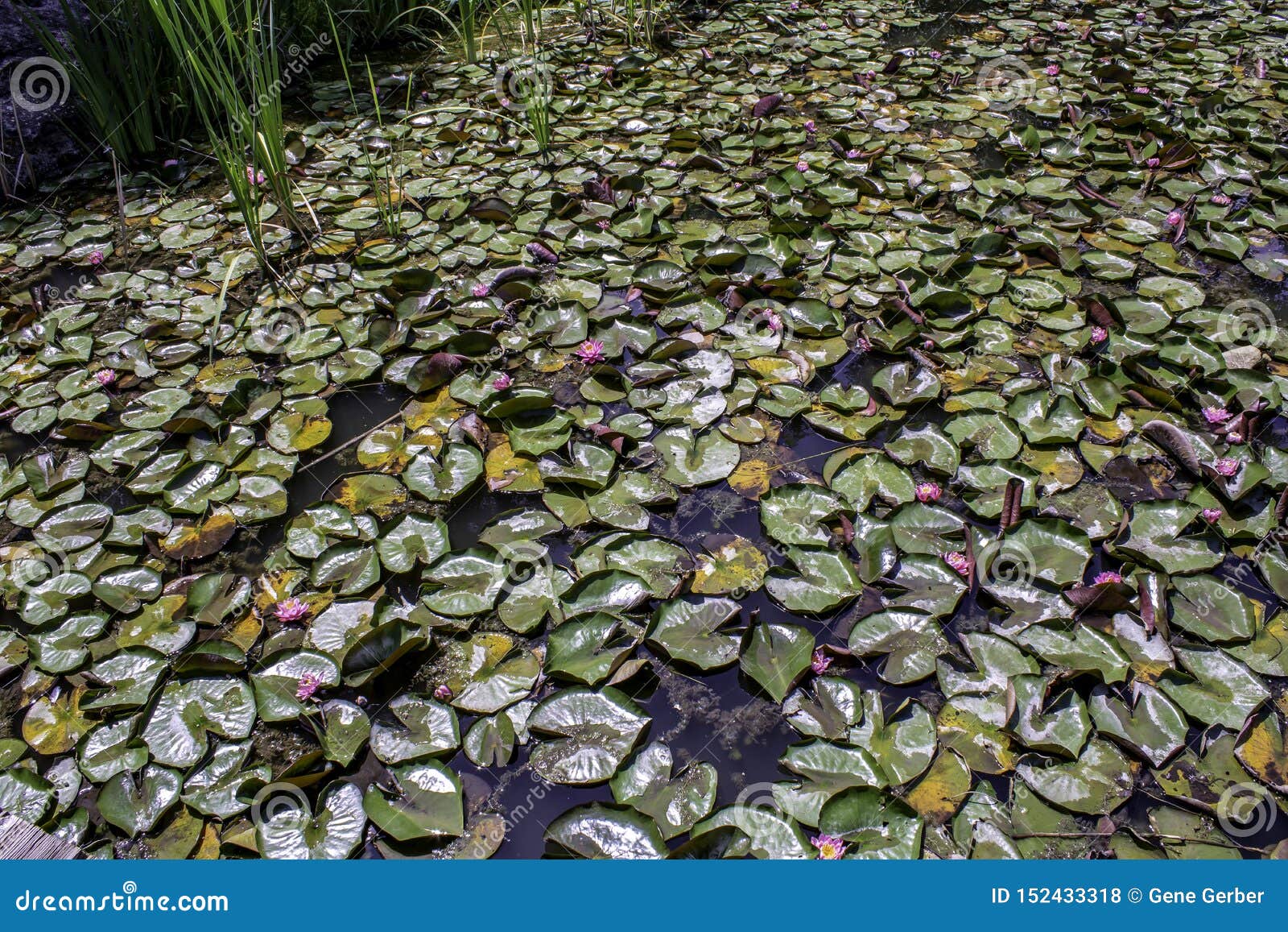 Nothing but Water Lillies stock photo. Image of river - 152433318