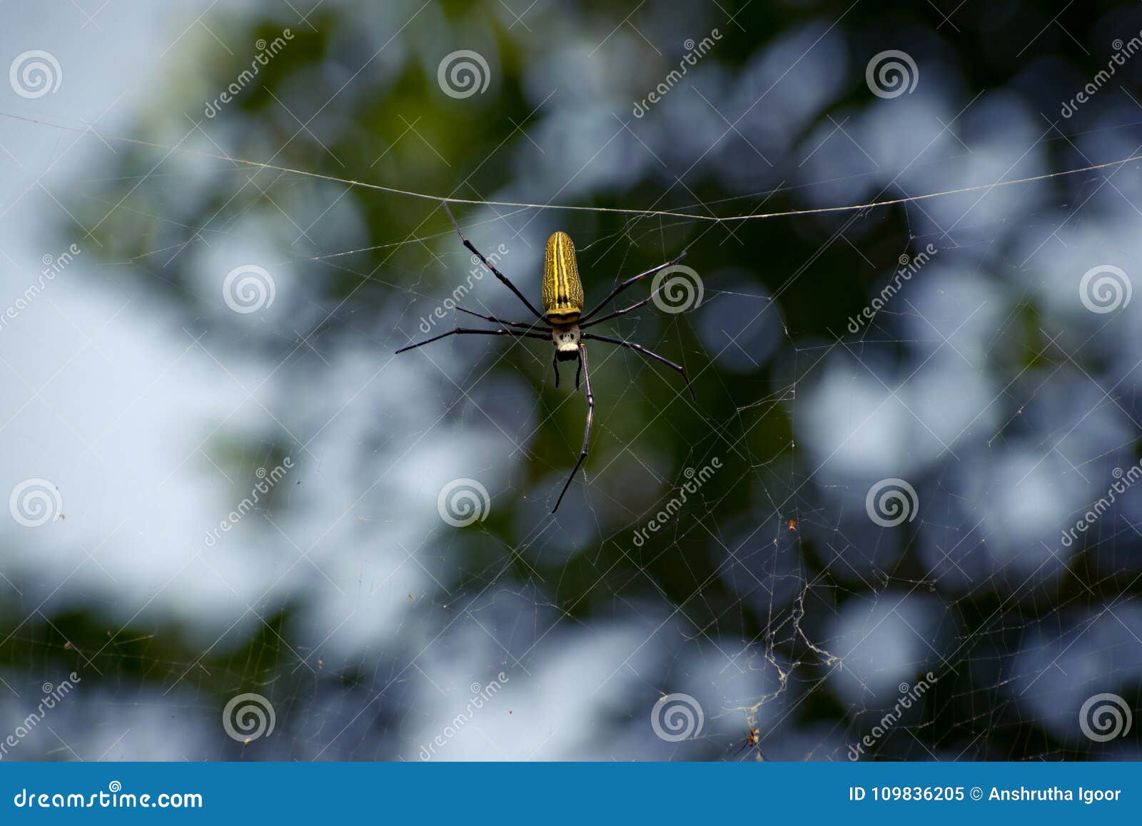BROKEN LEG of a TIGER SPIDER Stock Image - Image of notice, broken ...