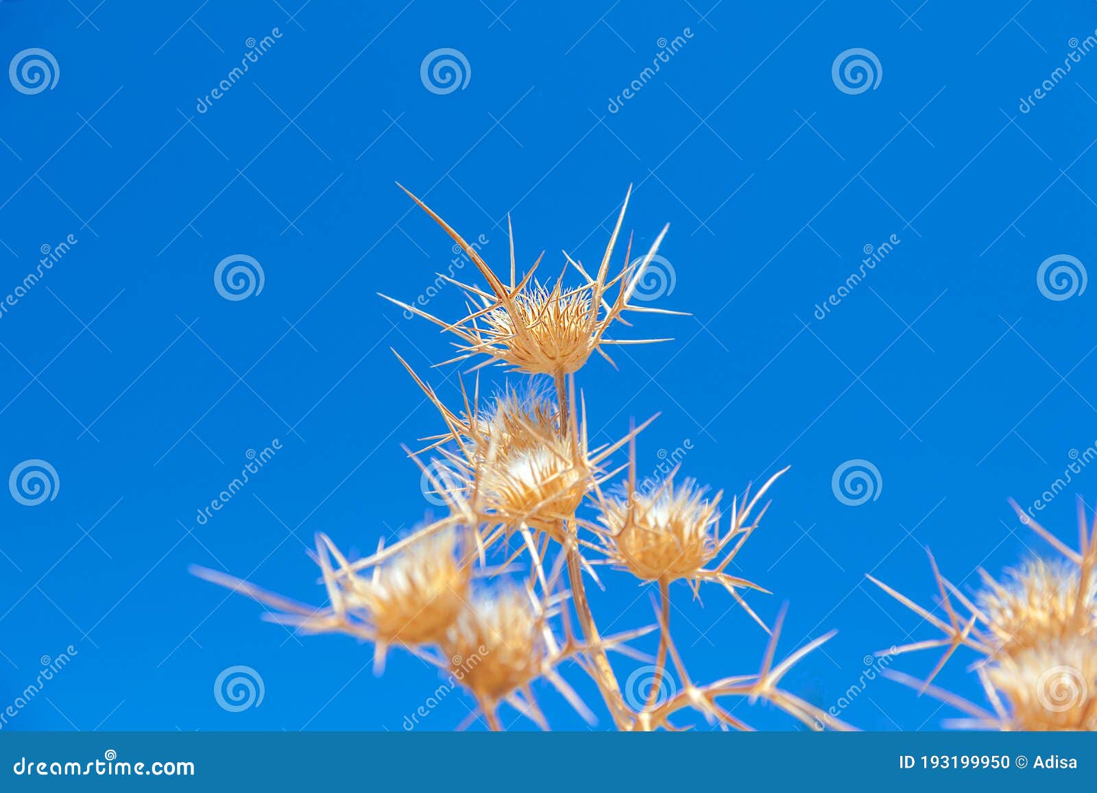 Notobasis syriaca stock photo. Image of notobasis, botanical - 193199950