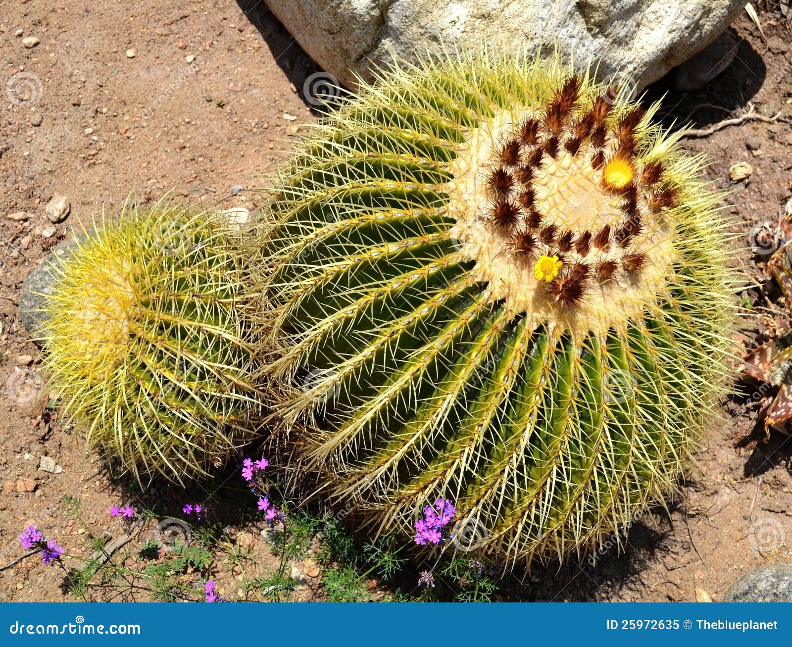 Notocactus Cactus with Yellow Flowers Stock Image - Image of south ...