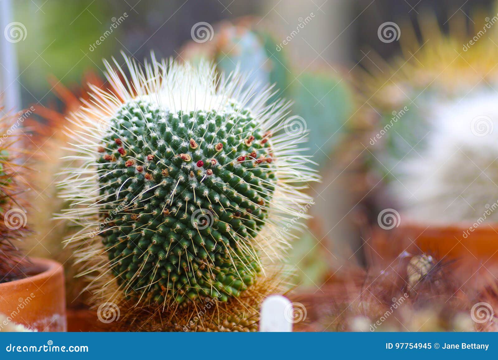 469 Notocactus Stock Photos - Free & Royalty-Free Stock Photos from ...