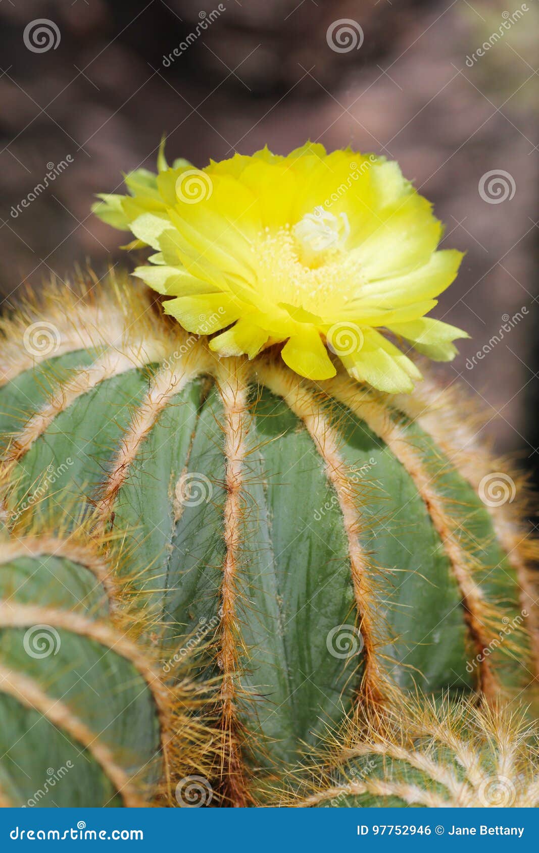 Notocactus Magnifica Cactus with Yellow Flowers Stock Photo - Image of ...