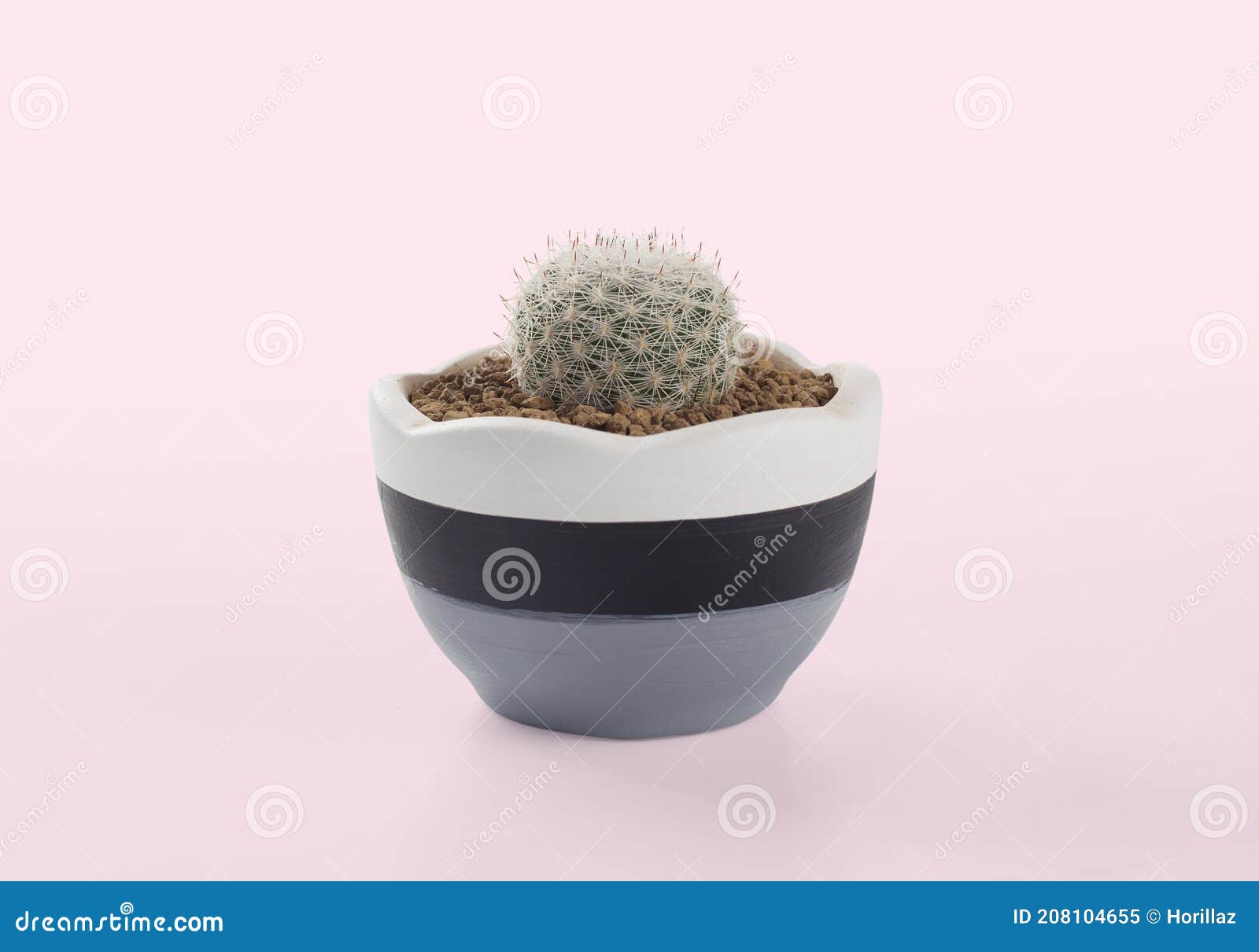 Notocactus Scopa Cv. Inermis Cristata, A Green Succulent Cactus With ...