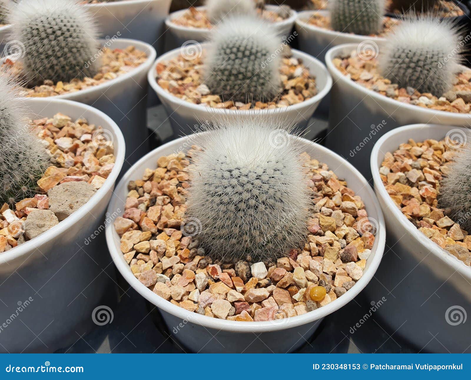 Notocactus Scopa Cv. Inermis Cristata Cactus Green Succulent Plant With ...
