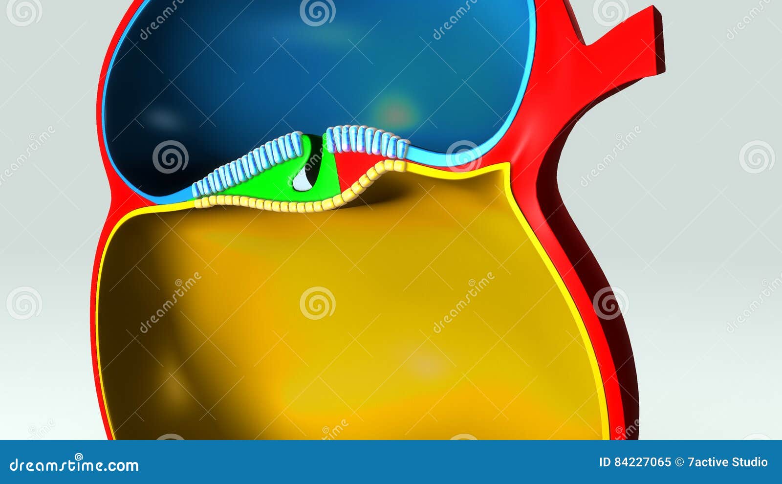 Notochord Formation Stock Photo | CartoonDealer.com #84226572
