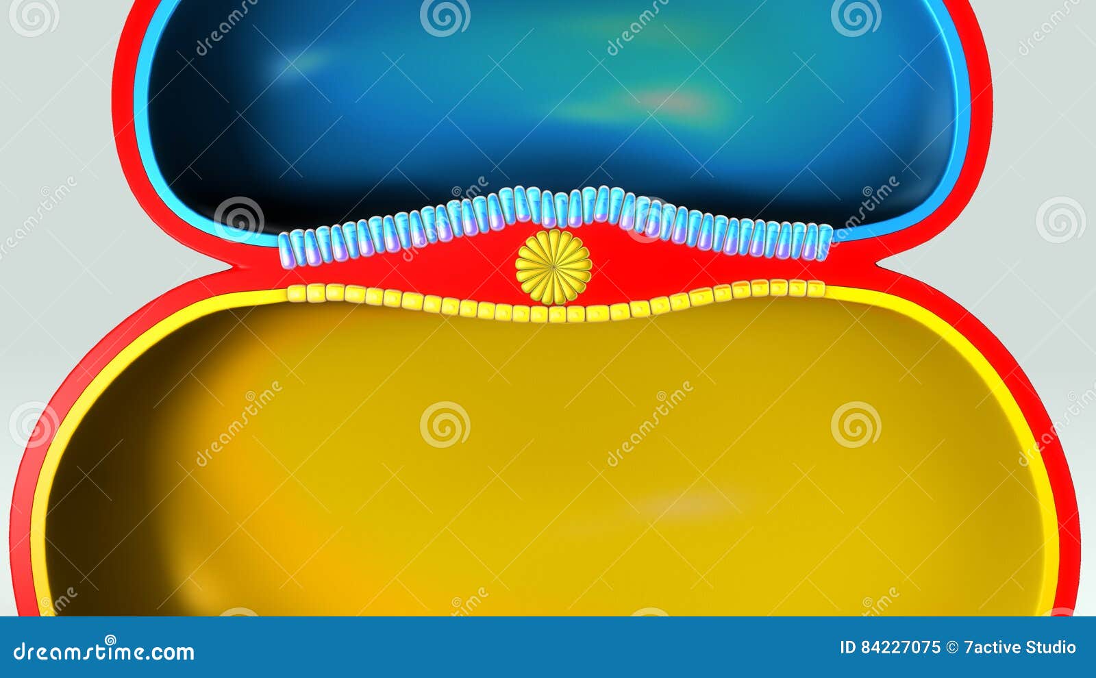 Notochord formation stock illustration. Illustration of dvelopment ...