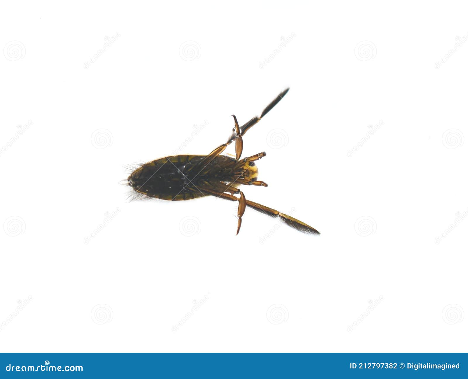 Notonecta Glauca Common Backswimmer Water Insect Stock Photo - Image of ...