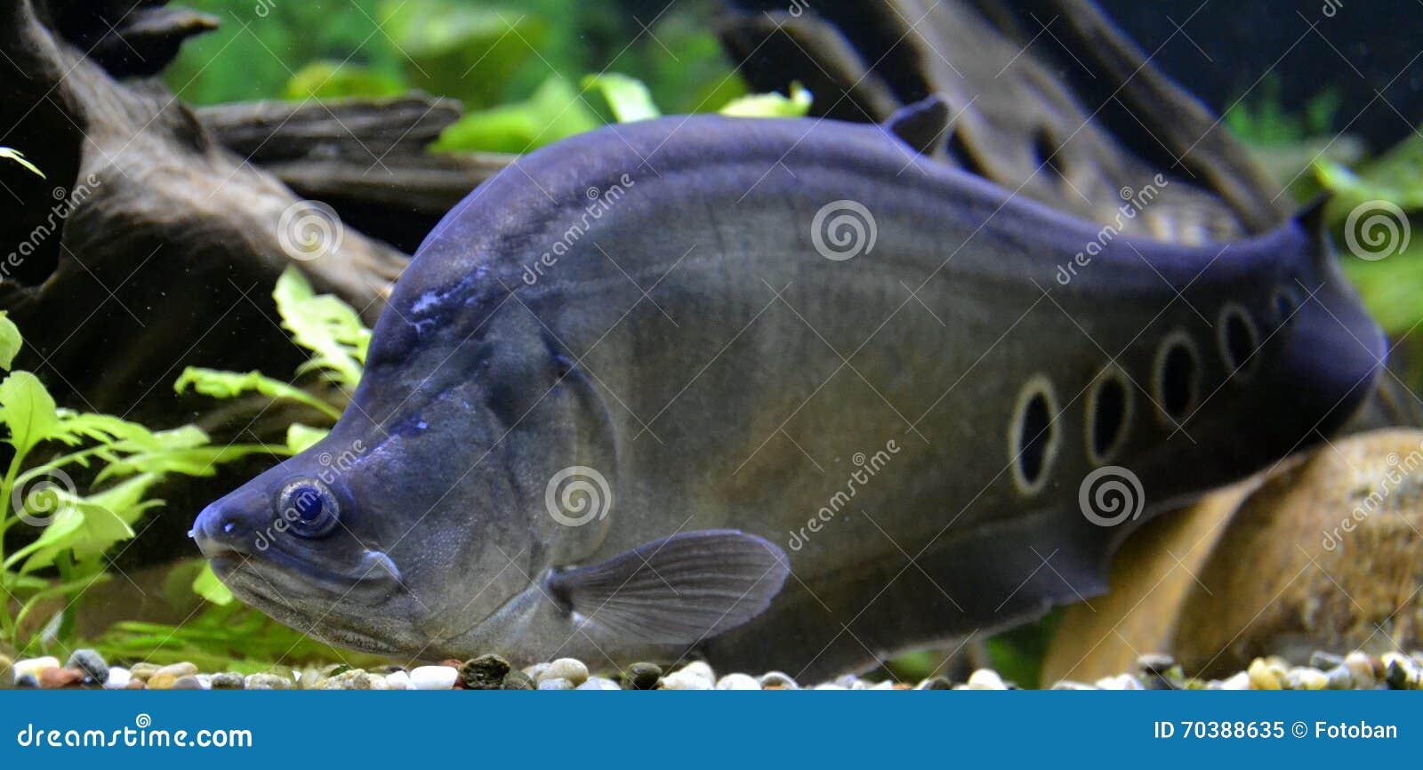 Notopterus chitala stock image. Image of view, chitala - 70388635