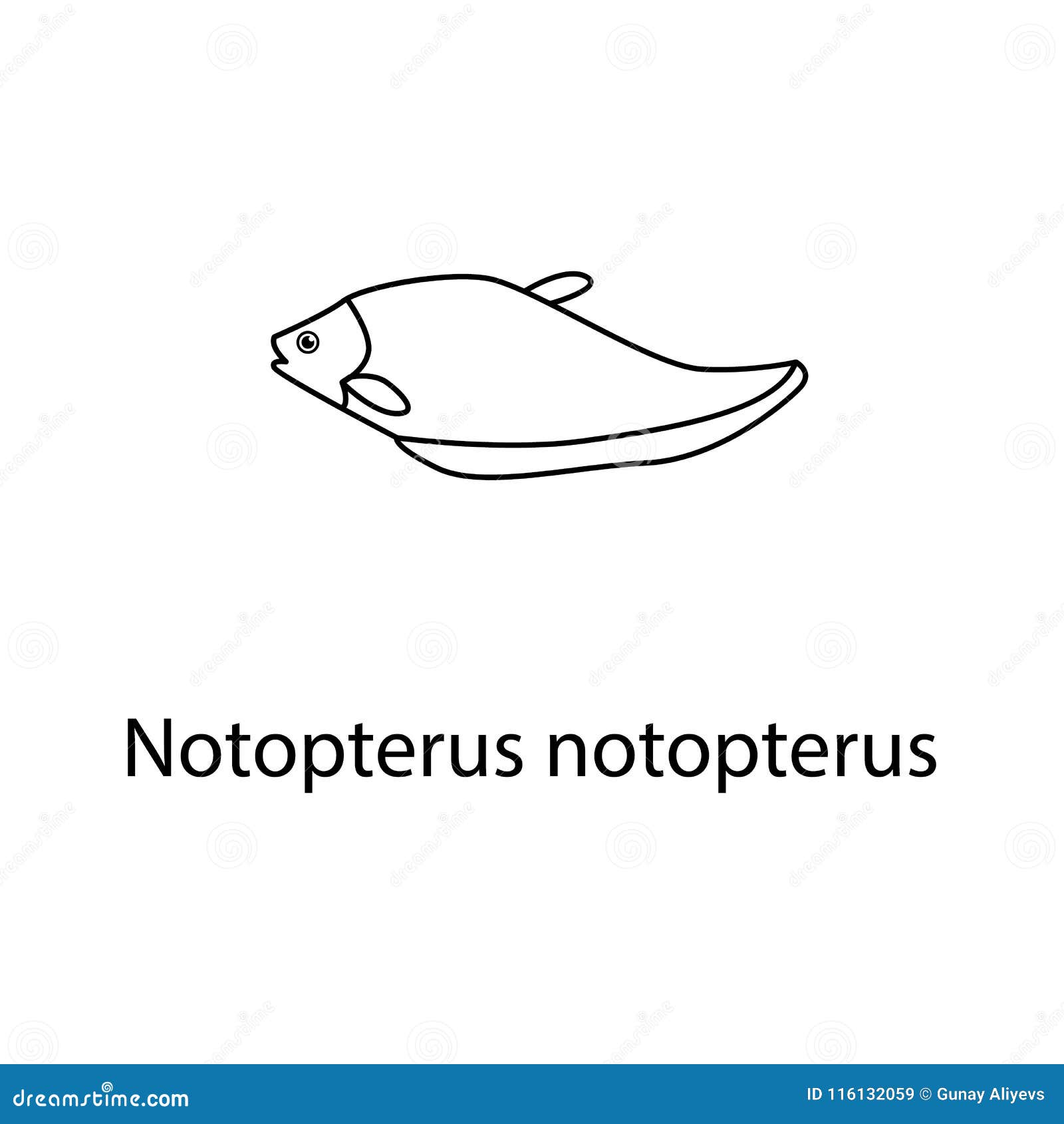 Notopterus Notopterus
