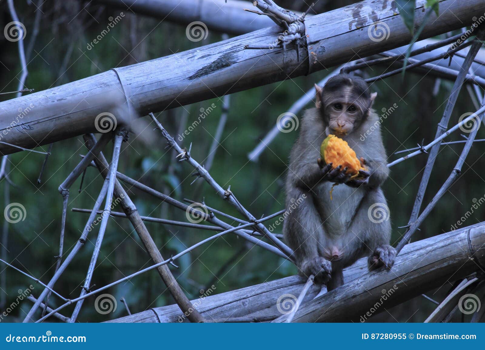 Notorious Indian Monkeys stock image. Image of monkey - 87280955