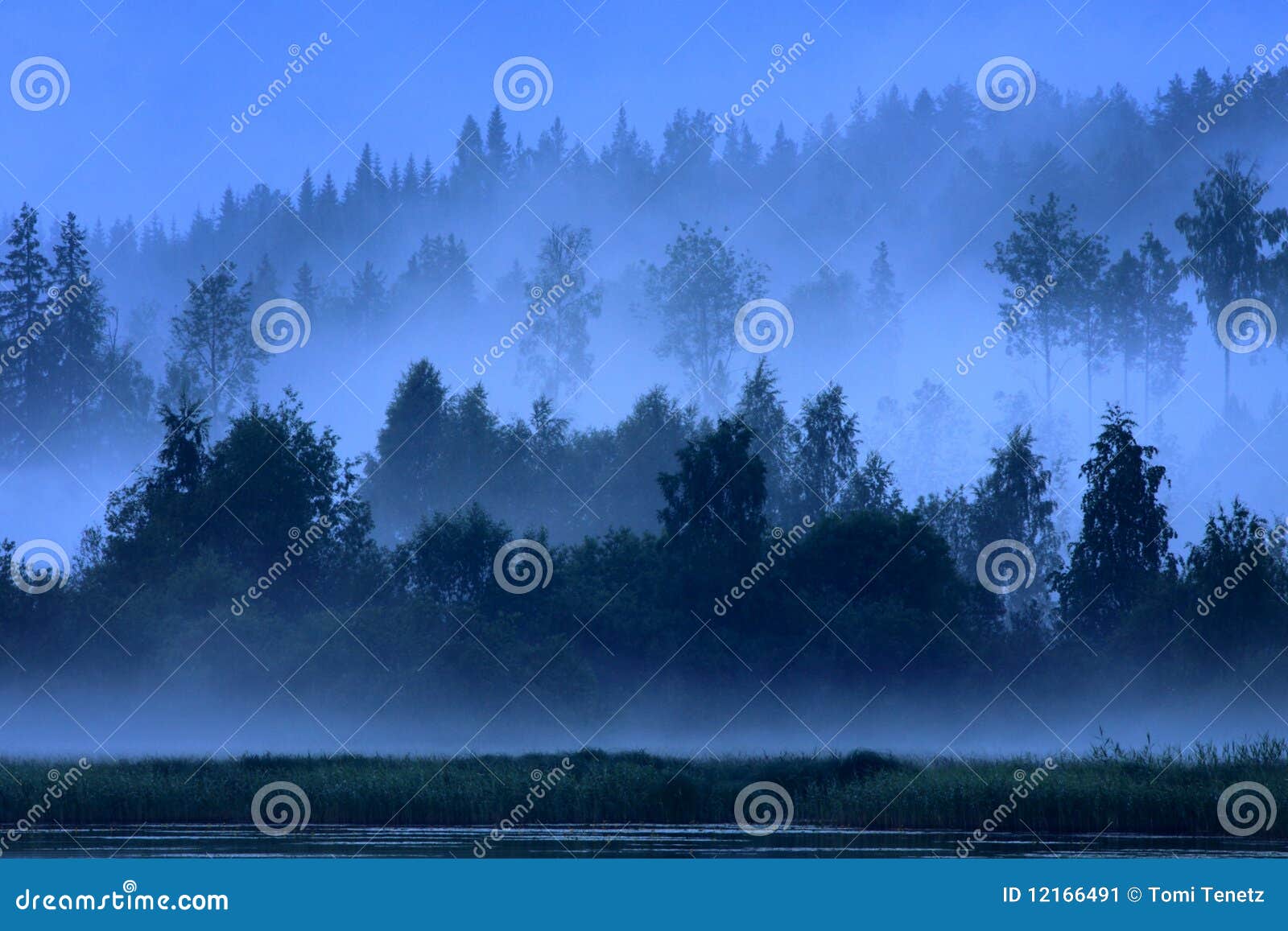 Notte blu blu immagine stock. Immagine di mistico, alberi - 12166491