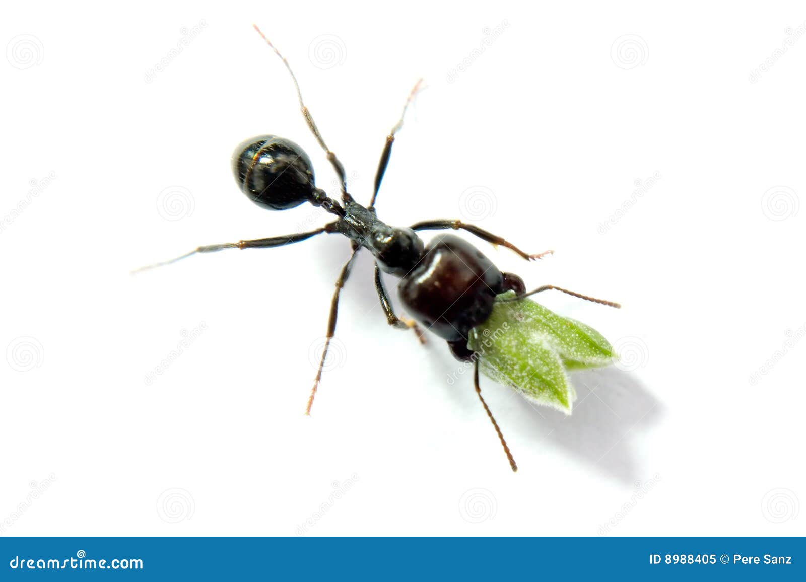 Nourriture De Transport De Fourmi Image stock - Image du porter ...