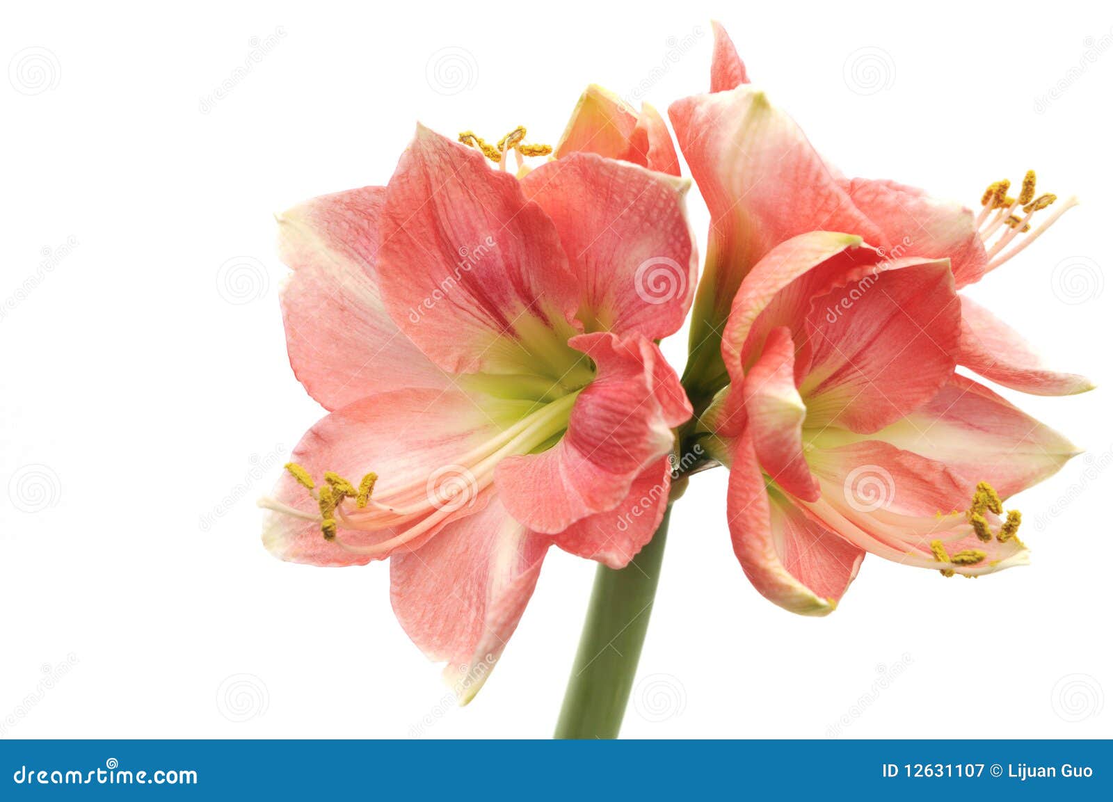 Nouvelle Rose D'amaryllis Sur Le Blanc Image stock - Image du amaryllis ...