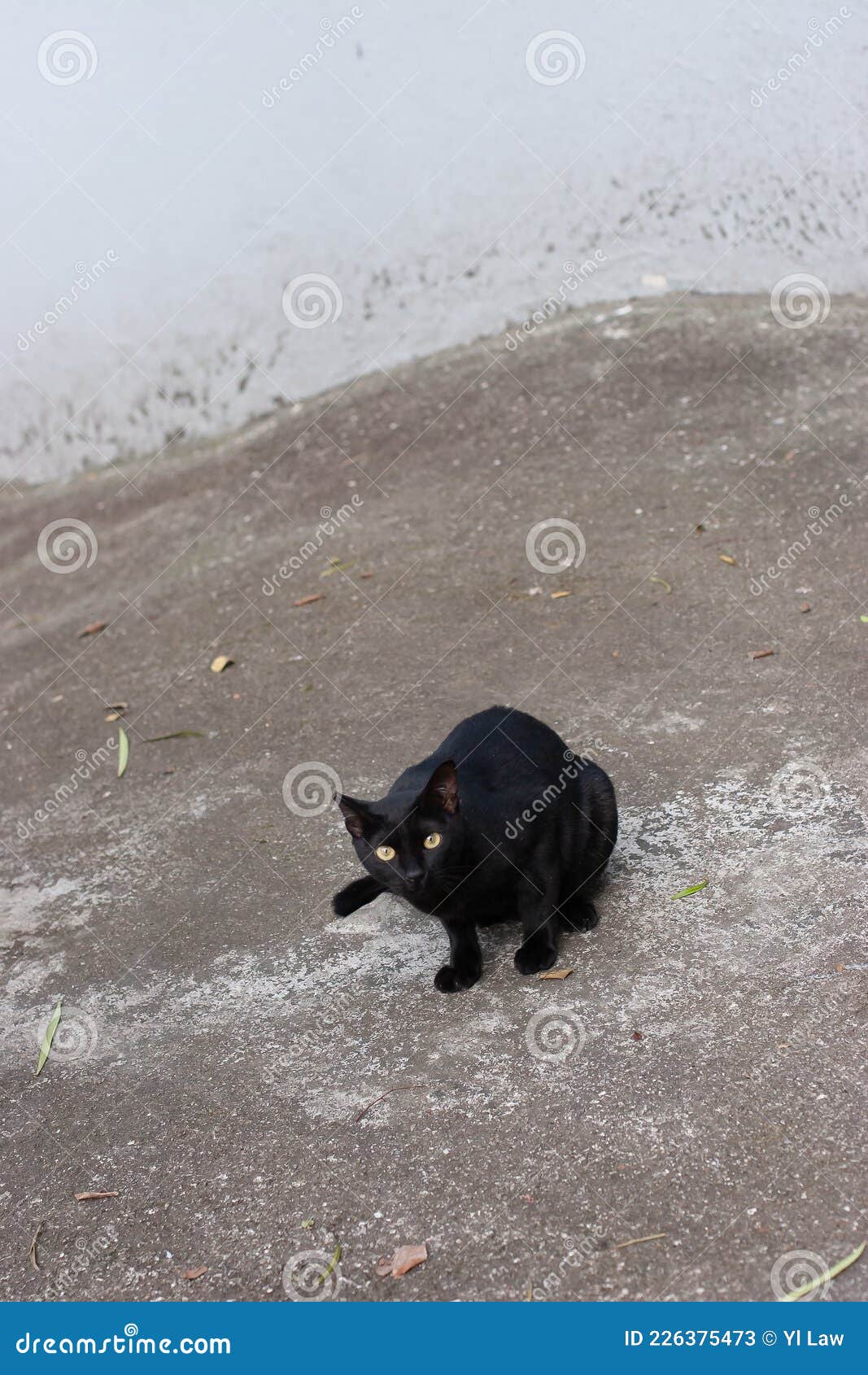 19 Nov 2005 a Portrait of Black Cat on Road Stock Image - Image of ...
