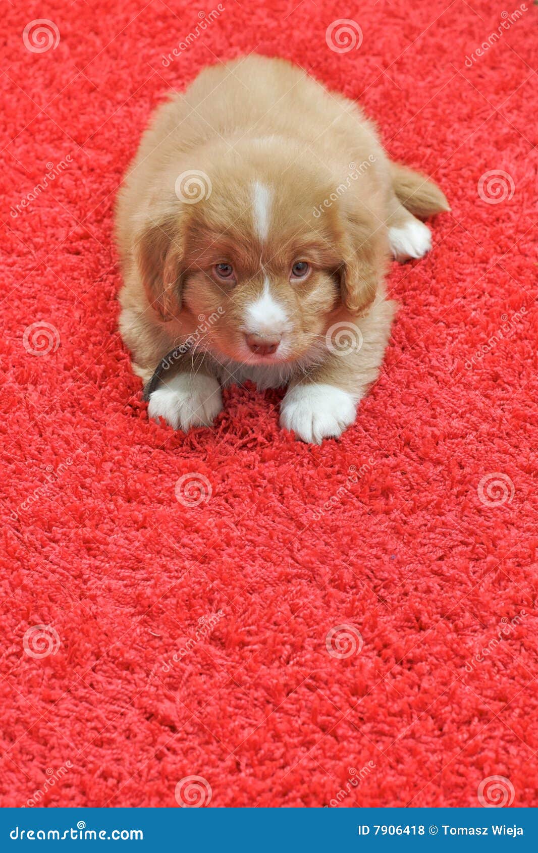 Nova Scotia Duck Toller Puppy Stock Photo - Image of eyes, scotia: 7906418