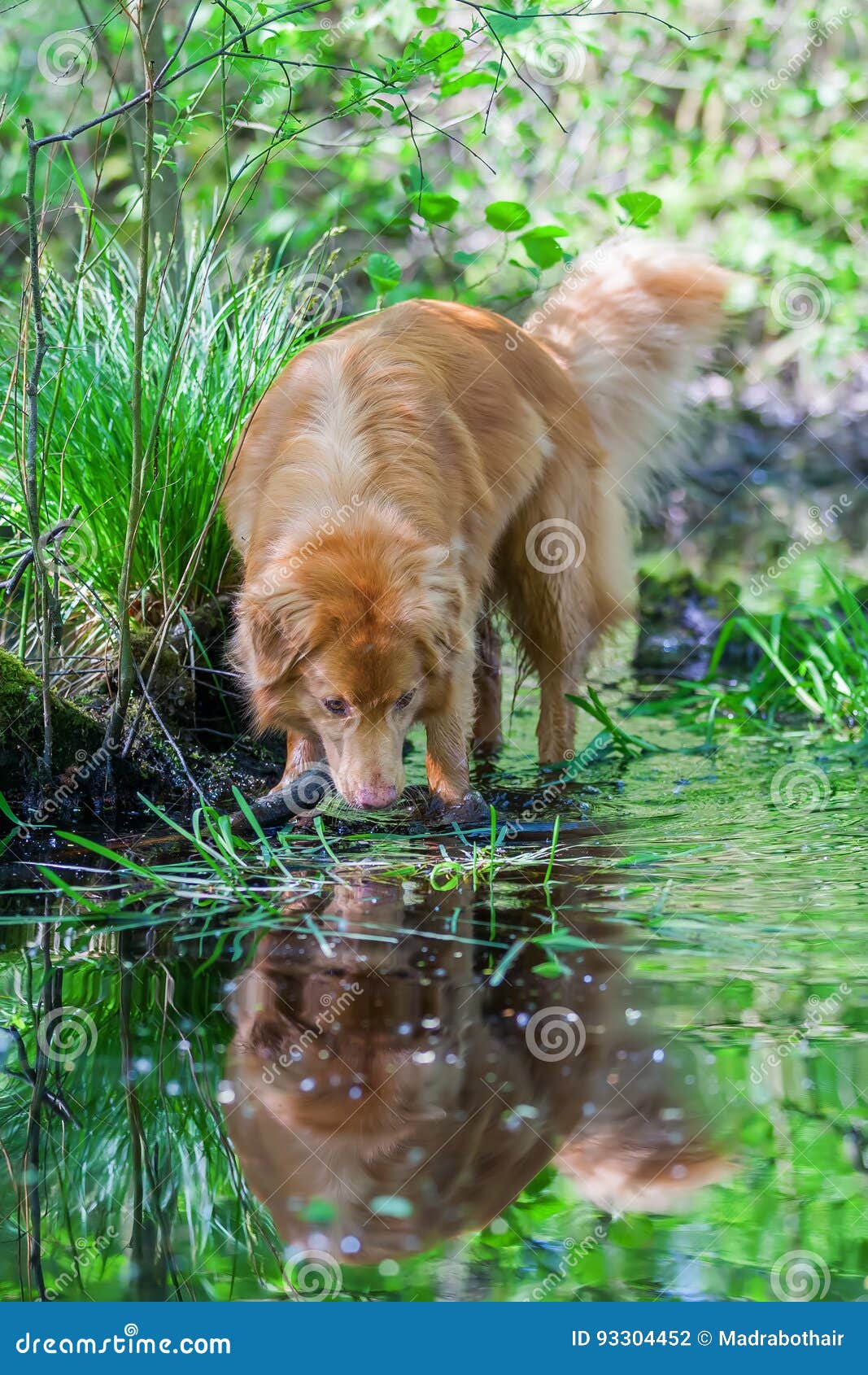 Nova Scotia Duck Tolling Ad Una Pozza Fotografia Stock - Immagine di ...