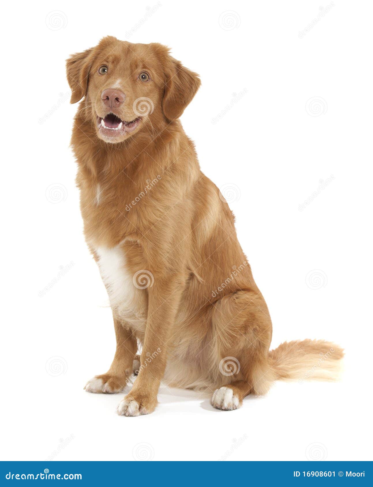 Nova Scotia Duck Tolling Retriever Stock Image - Image of pedigree ...
