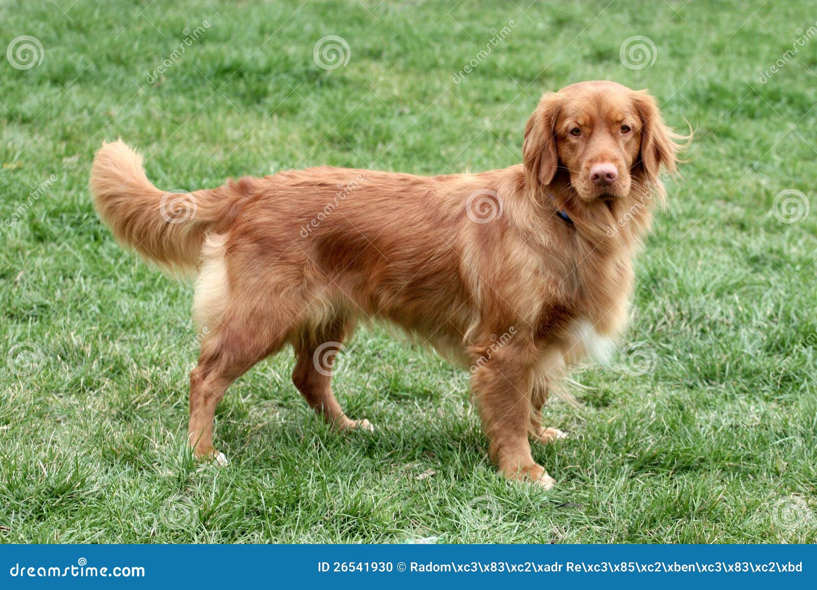 Royalty Free Images, Cartoons, Illustrations And Photos Designed By ...