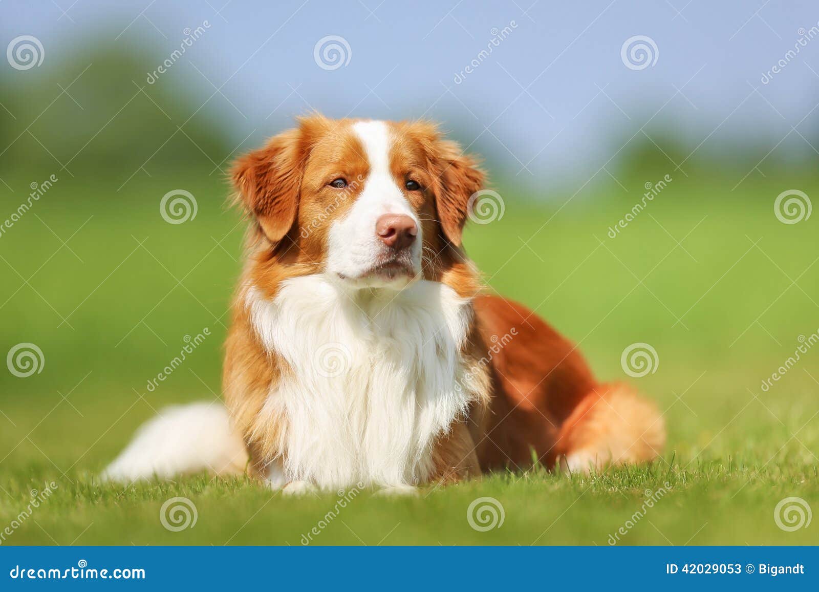Nova Scotia Duck Tolling Retriever-hond Stock Afbeelding - Image of ...