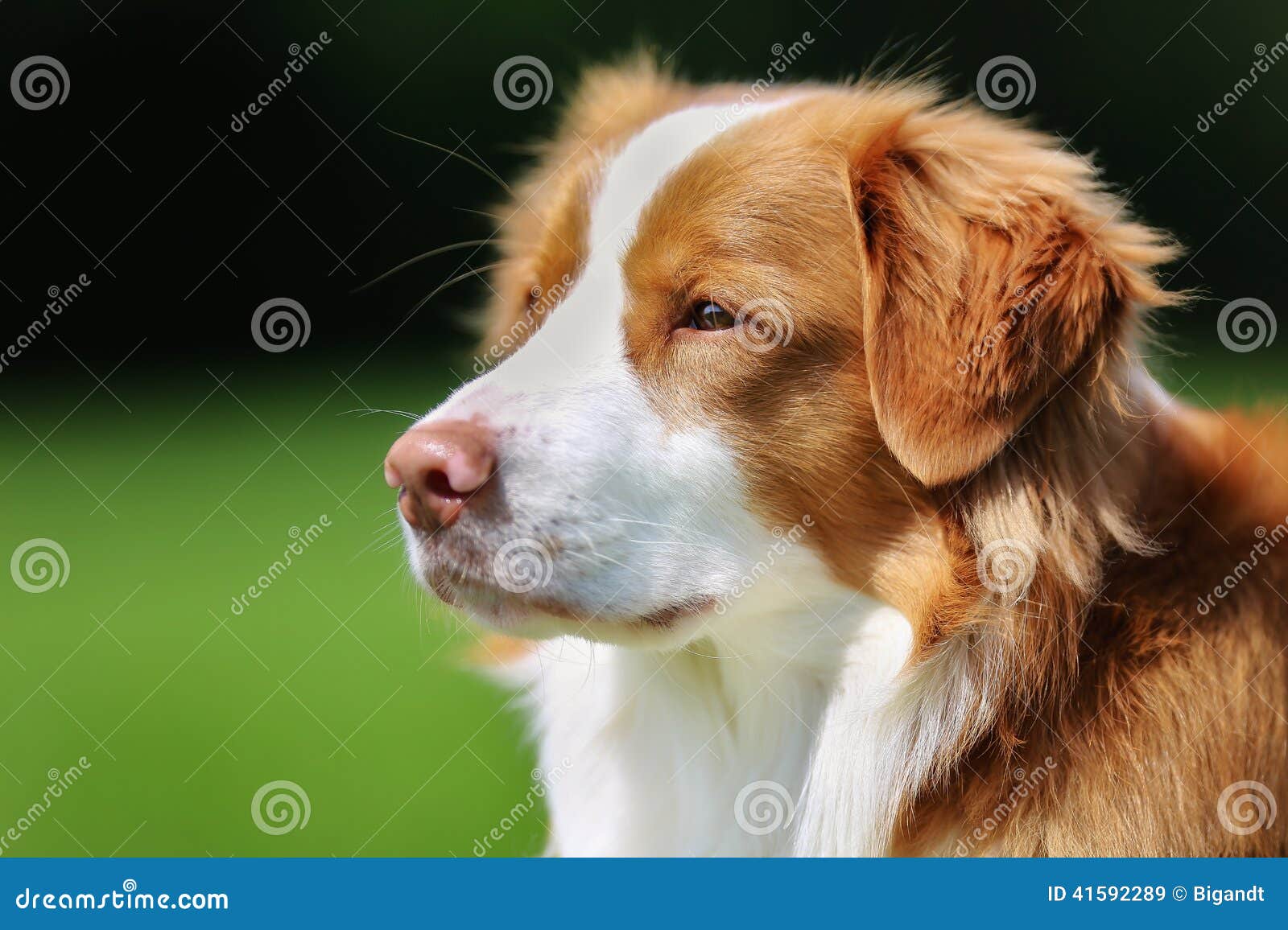 Nova Scotia Duck Tolling Retriever-Hund Stockbild - Bild von ...