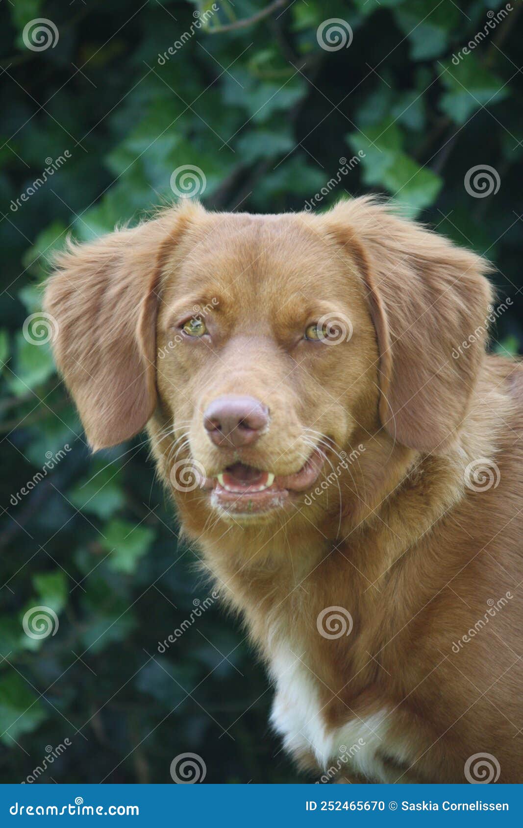 Nova Scotia Retriever Dog Beauty Stock Photo - Image of nova, scotia ...