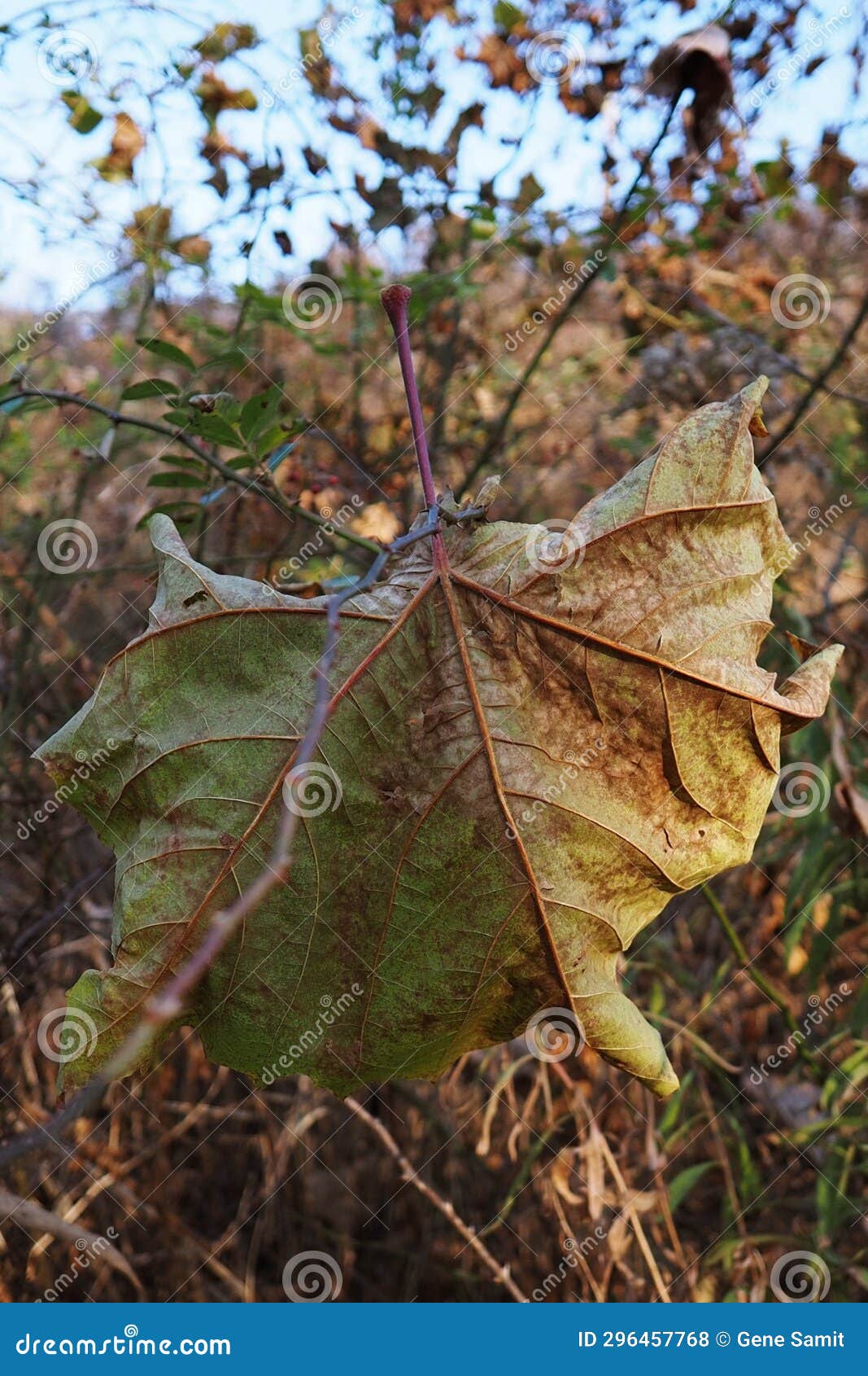 The Leaf Has Fallen from the Tree and Landed on a Bush. Stock Photo ...
