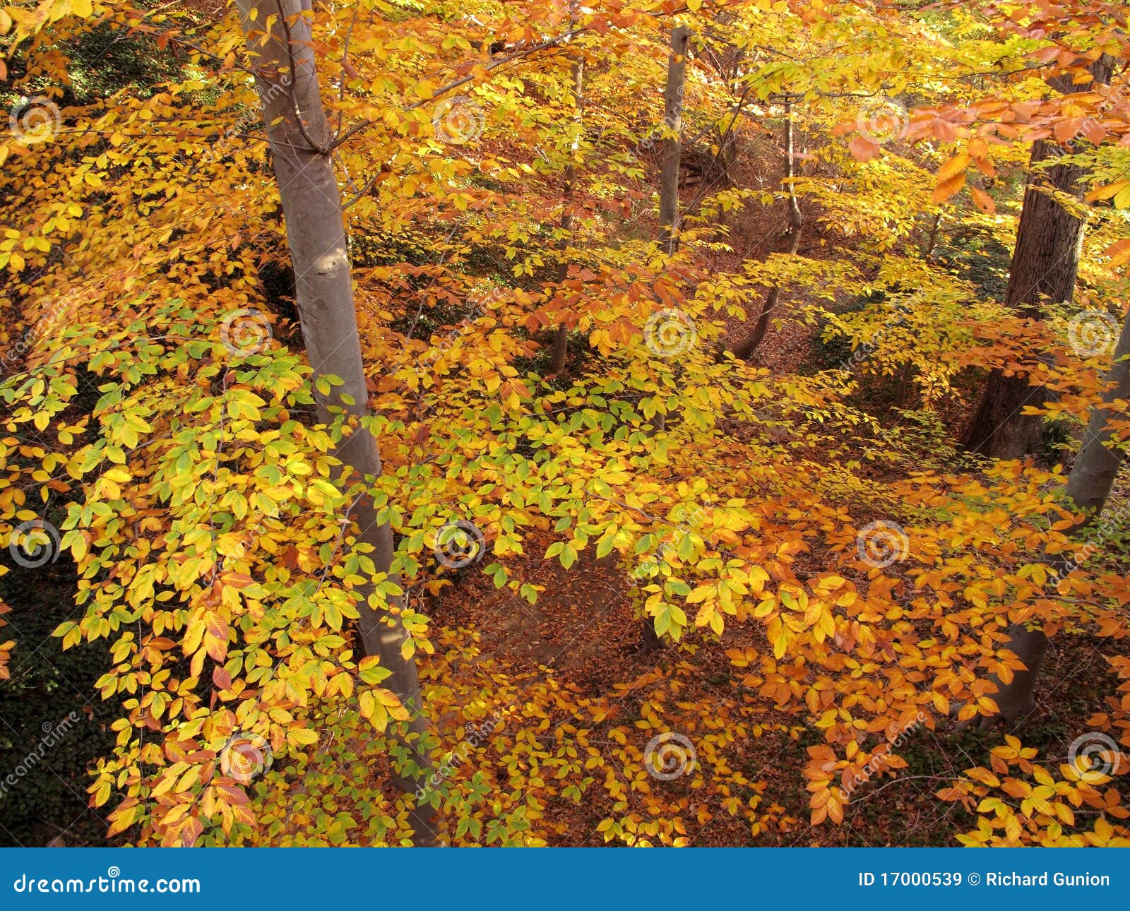 November Autumnal Forest stock image. Image of foliage - 17000539