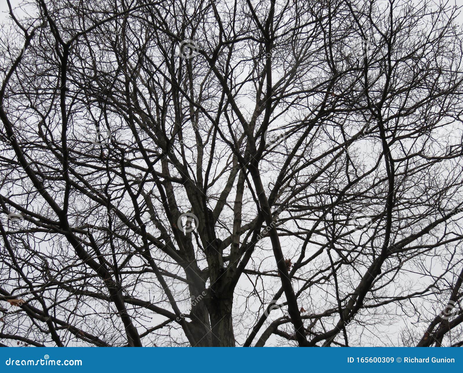 November Bare Tree on a Cloudy Day Stock Image - Image of tree ...